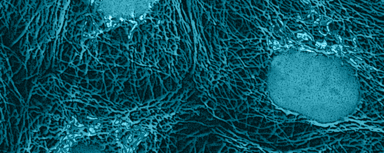 HeLa Cells - Office of Science Policy