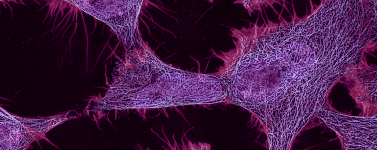 HeLa Cells - Office of Science Policy